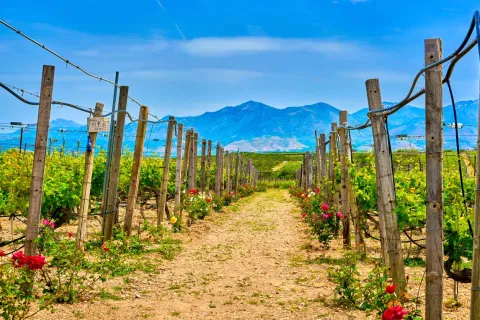 Les vignobles d’Héraklion | Lonely Planet