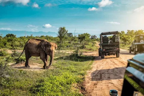 Organiser son safari au Sri Lanka : nos conseils | Lonely Planet